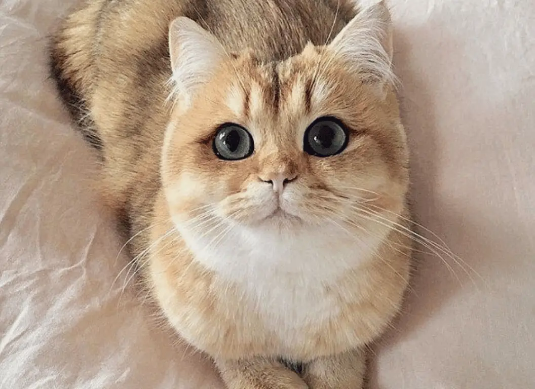 11 Tips On How to Grow a Cat Instagram Account | Hashtagie