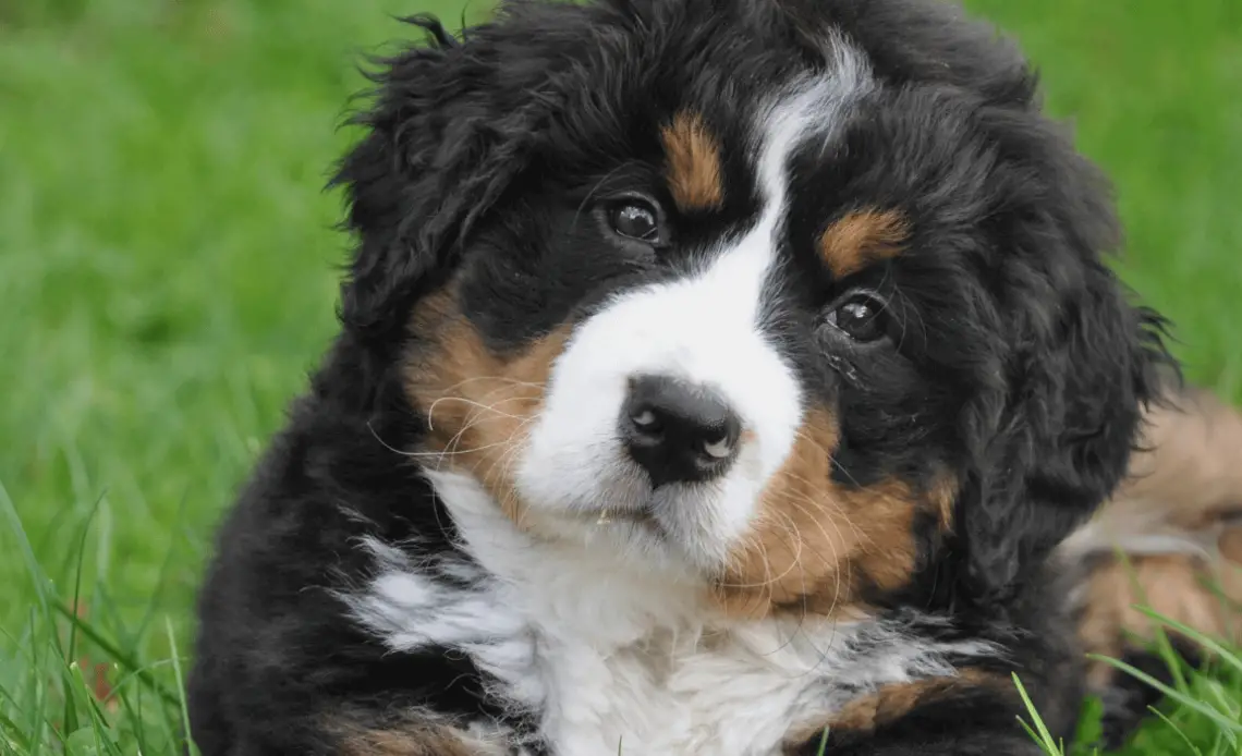 Dog Hashtags To Increase Your Instagram & TikTok Accounts