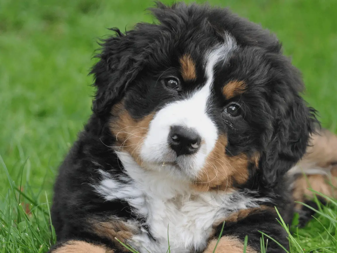 Dog Hashtags To Increase Your Instagram & TikTok Accounts