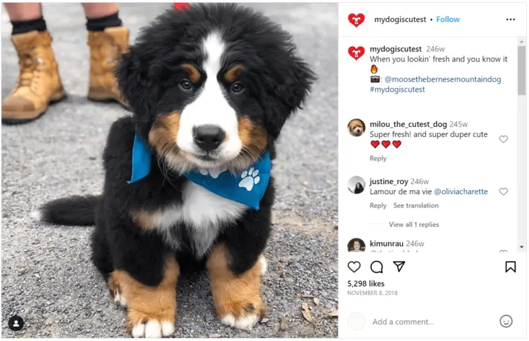 Dog Hashtags To Increase Your Instagram & TikTok Accounts