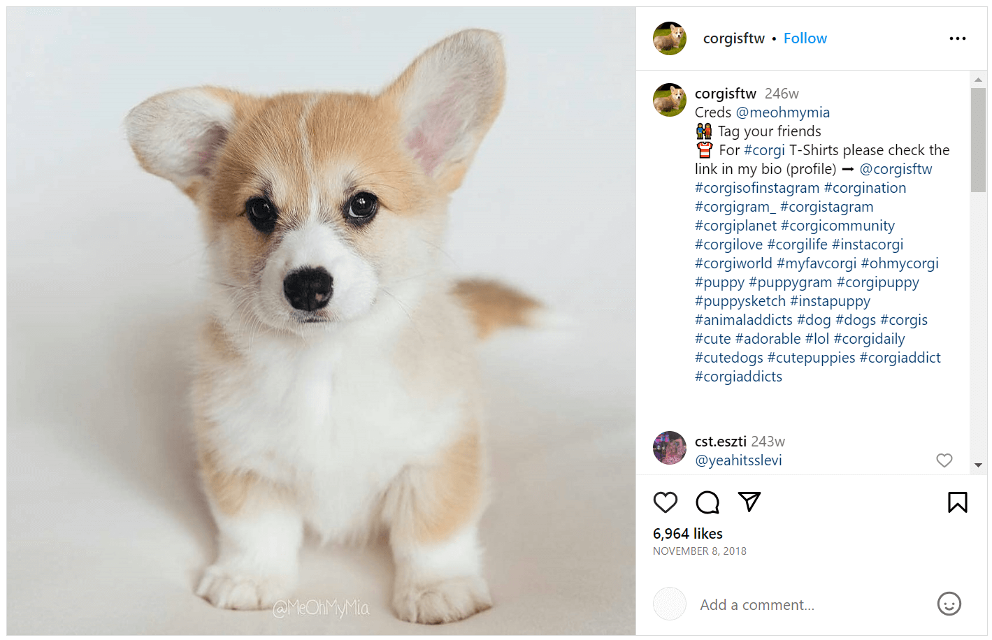 Dog Hashtags To Increase Your Instagram & TikTok Accounts