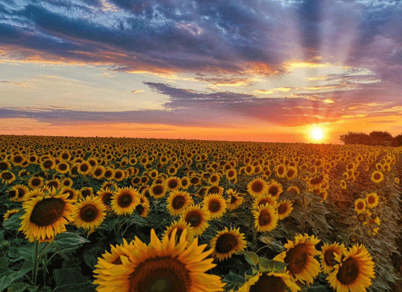 600+ Sunflower Instagram Captions to Brighten Your Posts