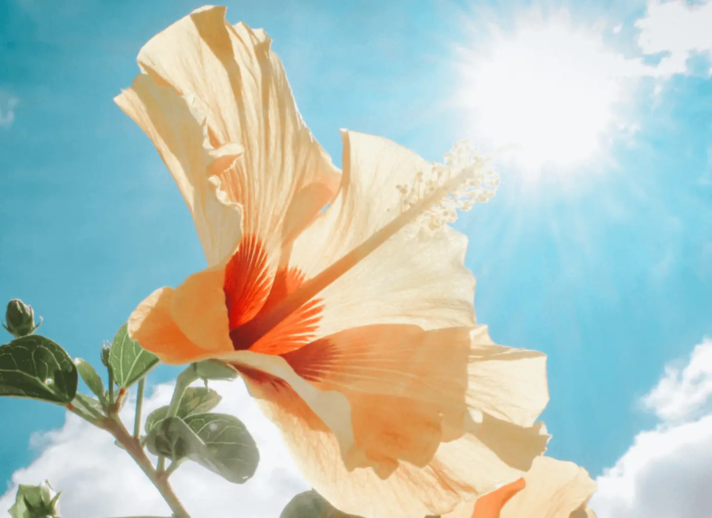 510+ Sunshine Instagram Captions to Light Up Your Photos