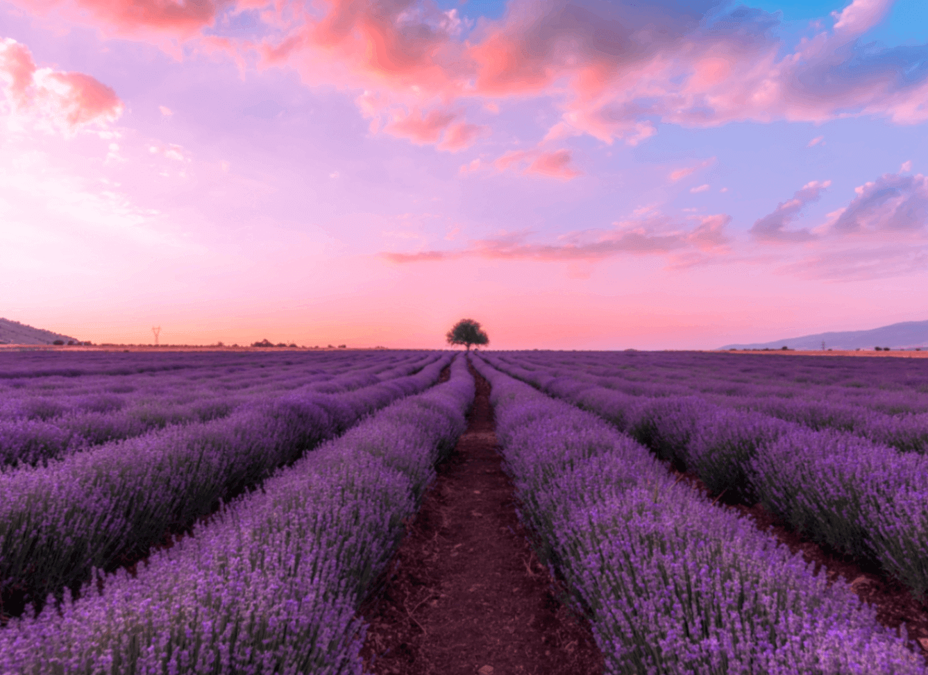 550+ Scenery Captions for Instagram to Capture the View