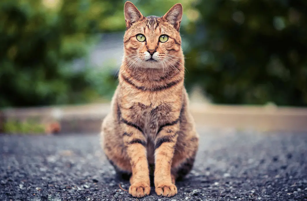 580+ Cat Instagram Captions For Feline Fanciers