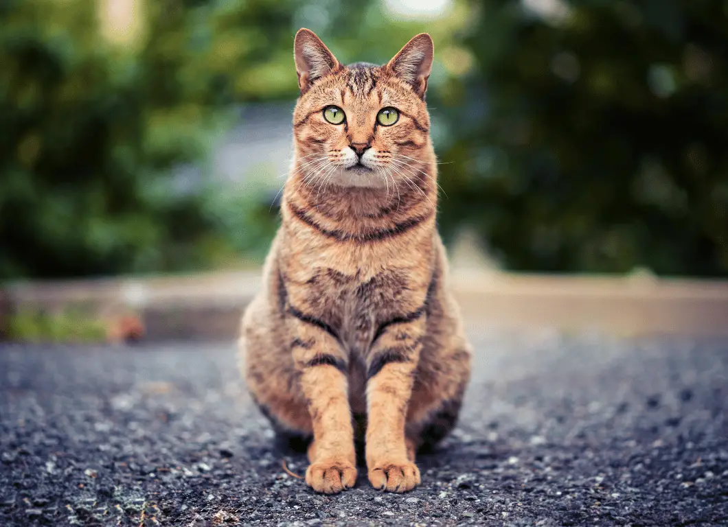 580+ Cat Instagram Captions For Feline Fanciers