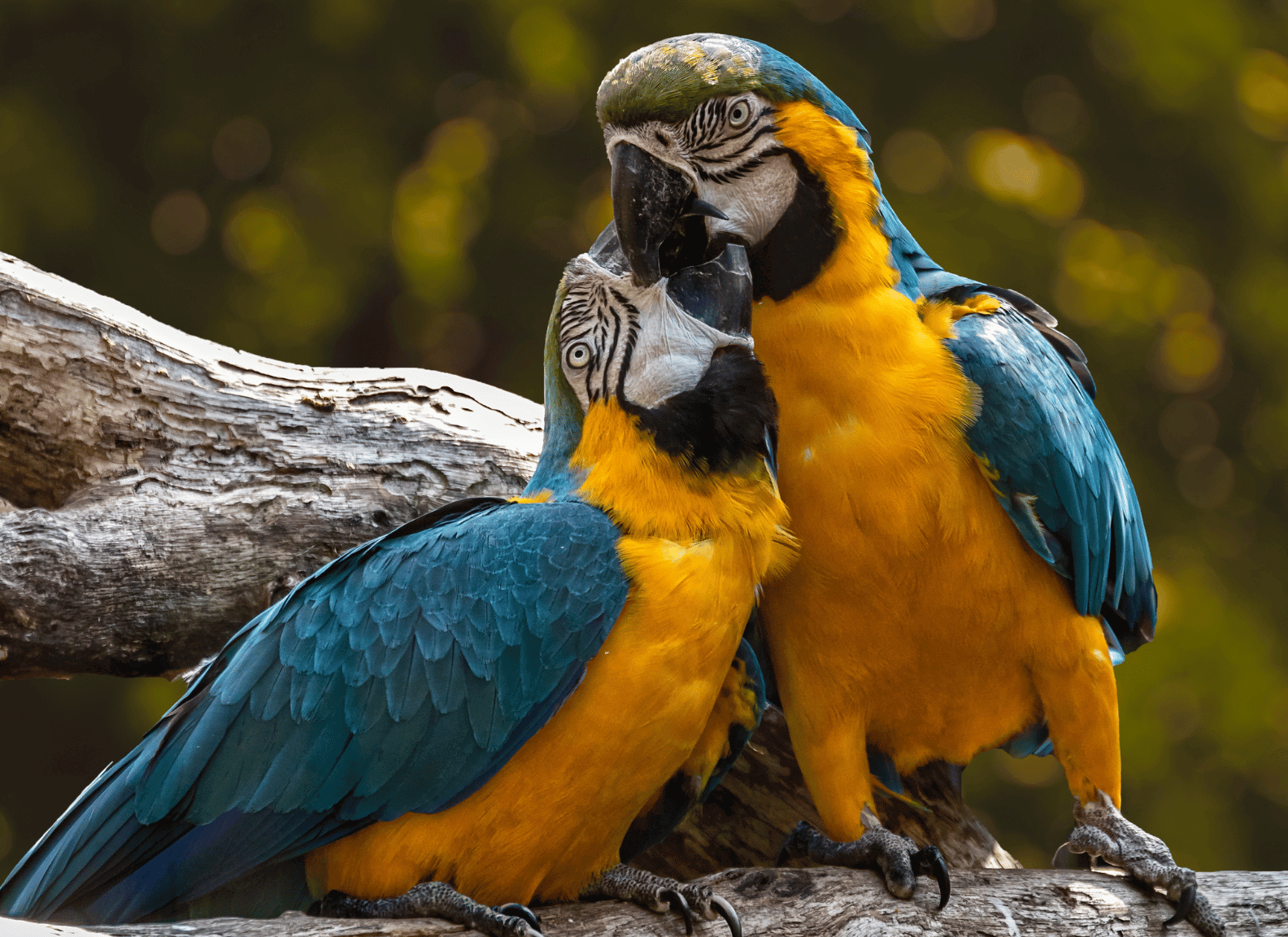 Birds Hashtags To Grow Your Instagram & TikTok Audience