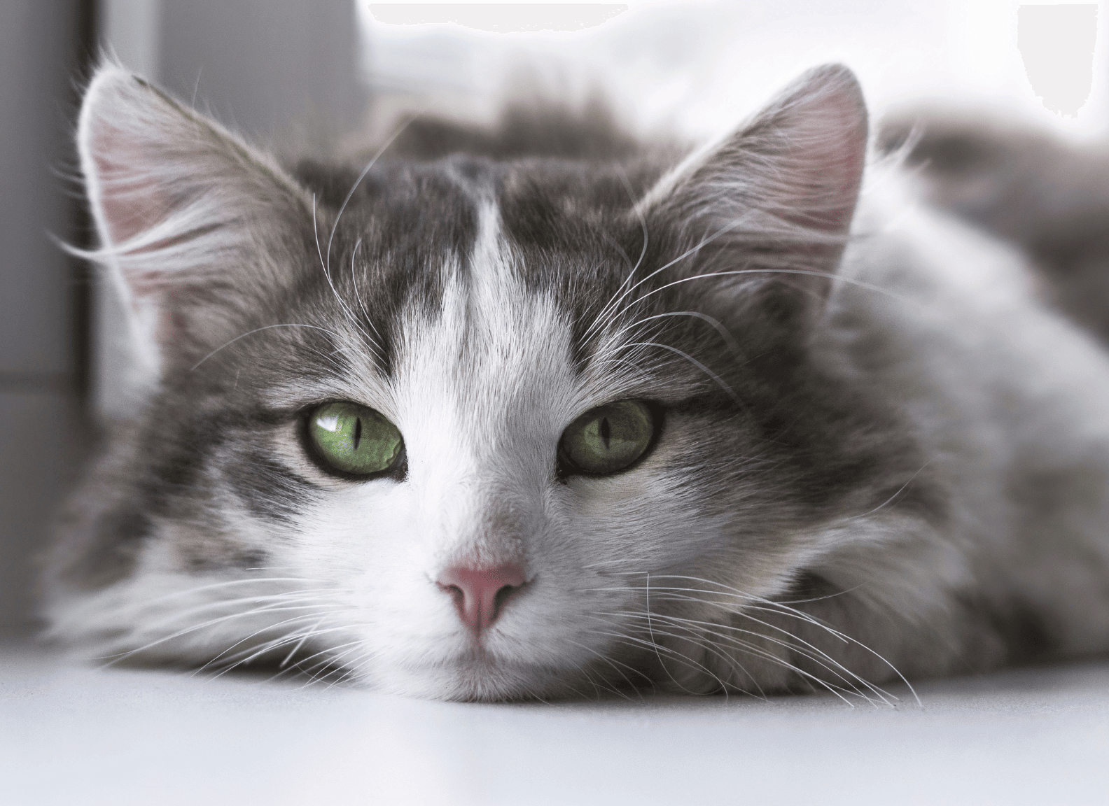 Cats Hashtags To Grow Your Instagram & TikTok Audience