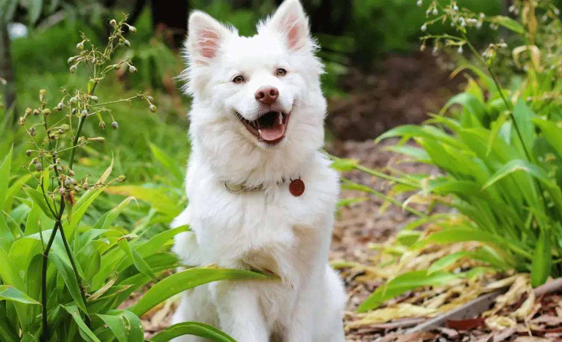 180 Dogs Hashtags To Grow Your Instagram & TikTok